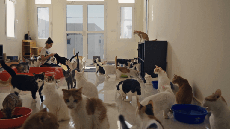 25 Cats From Qatar - 2025 Lake County Film Festival